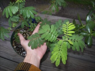 Shop Mimosa Hostilis Root Bark Onine
