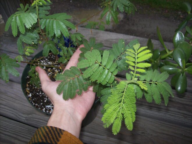Shop Mimosa Hostilis Root Bark Onine